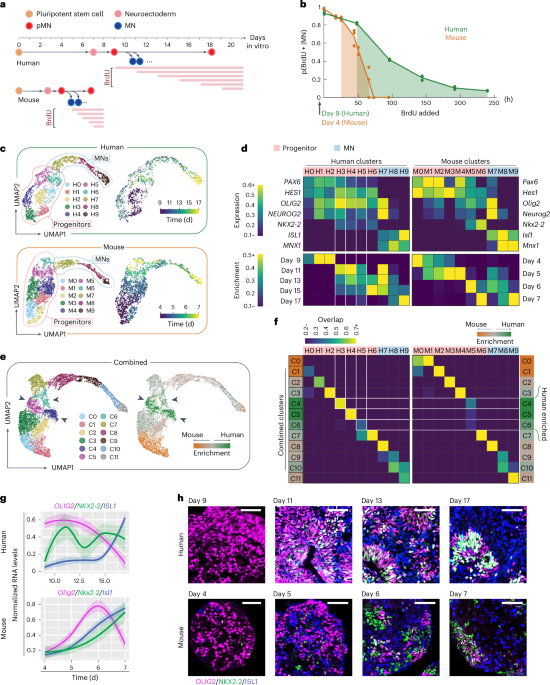 A human-specific progenitor sub-domain extends neurogenesis and increases motor neuron ...