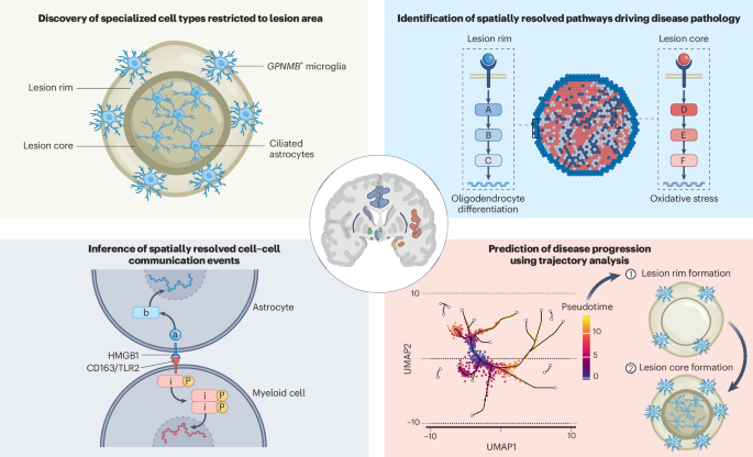 Mapping out multiple sclerosis with spatial transcriptomics | Nature ...