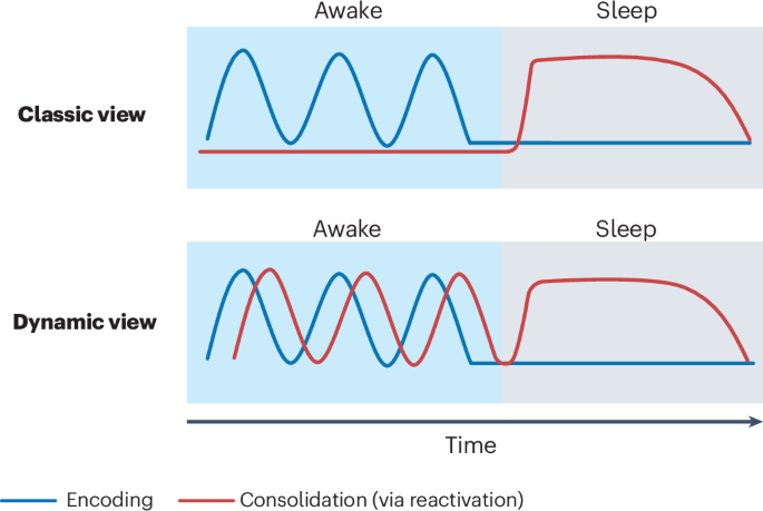 Memory consolidation accelerates | Nature Neuroscience