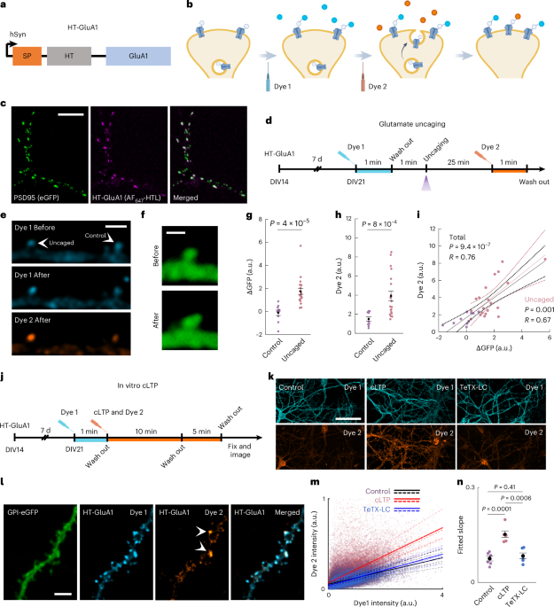 EPSILON: a method for pulse-chase labeling to probe synaptic AMPAR ...