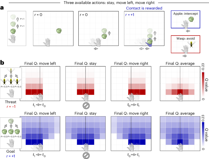 The brain creates action-based maps of the world near the body | Nature ...