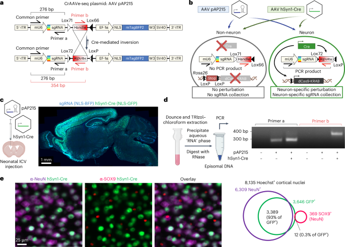 CRISPR screening by AAV episome-sequencing (CrAAVe-seq): a scalable cell-type-specific in vivo ...