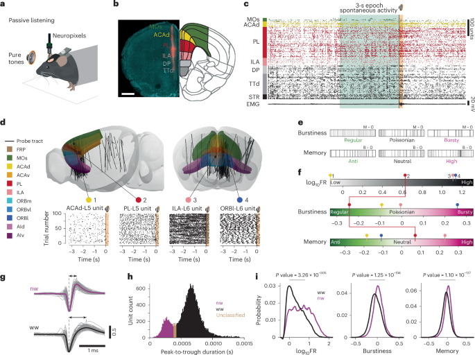 A prefrontal cortex map based on single-neuron activity | Nature ...
