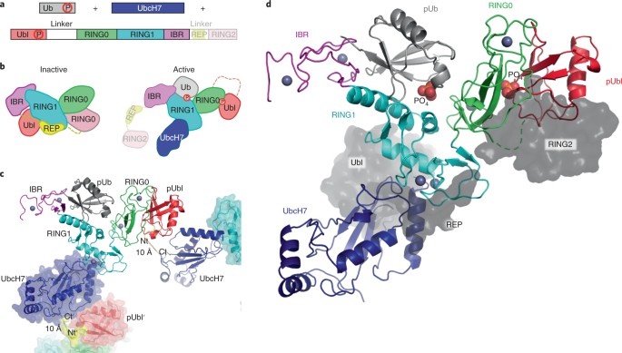 Mechanism of parkin activation by phosphorylation | Nature Structural ...