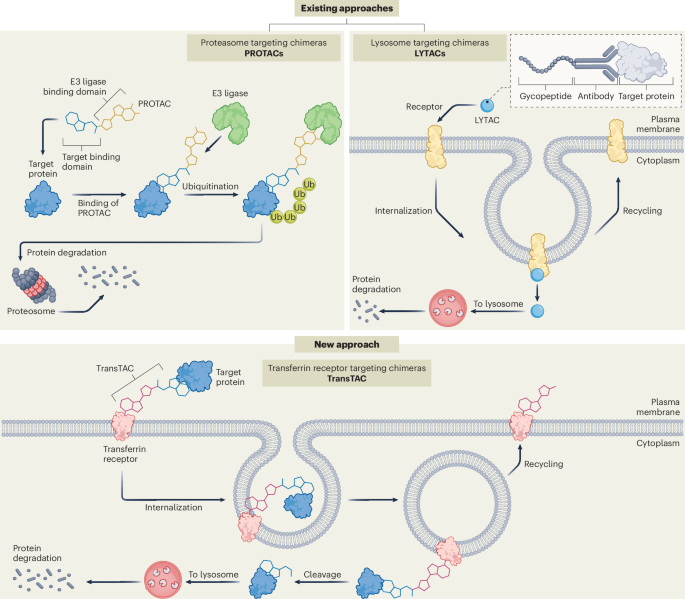 Targeted degradation of membrane proteins | Nature Structural ...