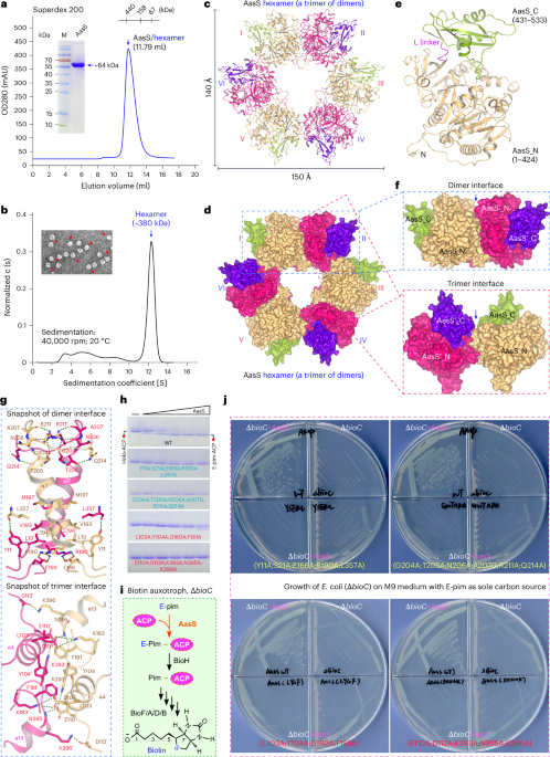 Structure and catalytic mechanism of exogenous fatty acid recycling by ...