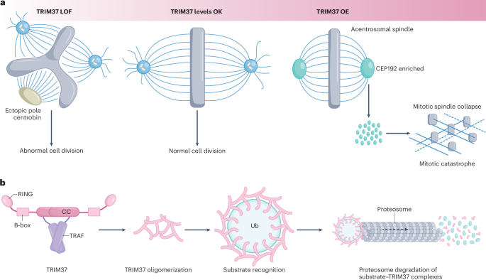 TRIMming centrosomal assemblies | Nature Structural & Molecular Biology