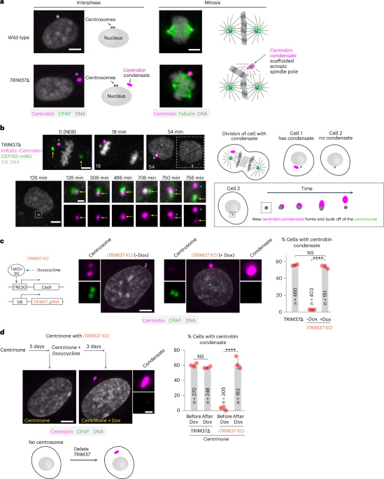 TRIM37 prevents ectopic spindle pole assembly by peptide motif recognition and substrate ...