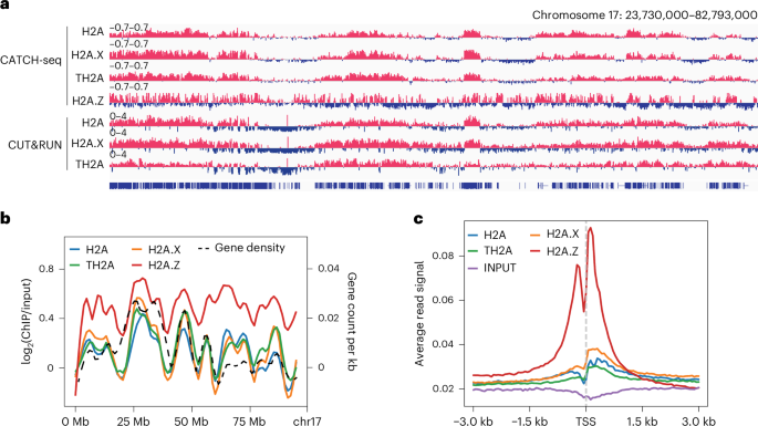 H2A.Z reinforces maternal H3K4me3 formation and is essential for meiotic progression in mouse ...