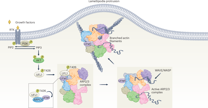 UFMylation of ARPC4 facilitates lamellipodia formation and promotes ...