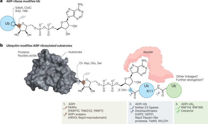 The rise of ADP-ribose–ubiquitin | Nature Structural & Molecular Biology