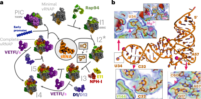Host transfer RNA guides assembly of viral RNA polymerase | Nature ...