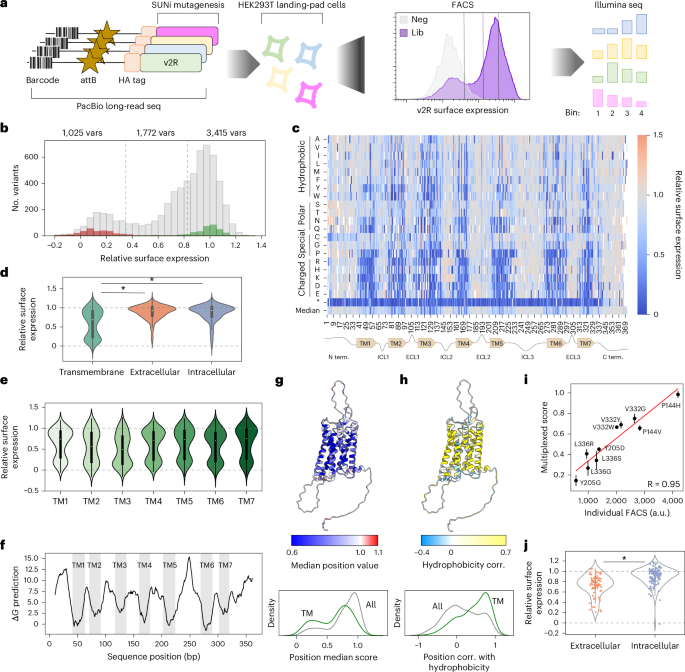 A small molecule stabilizer rescues the surface expression of nearly ...