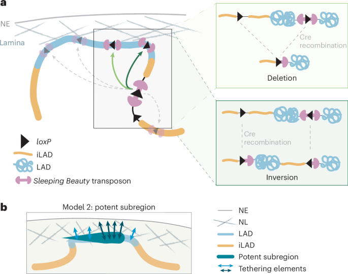 Redundant and cooperative interactions between the genome and nuclear ...