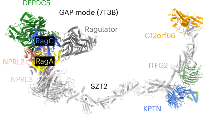 Caught in the act: how a brake on cell growth is anchored to lysosomes ...