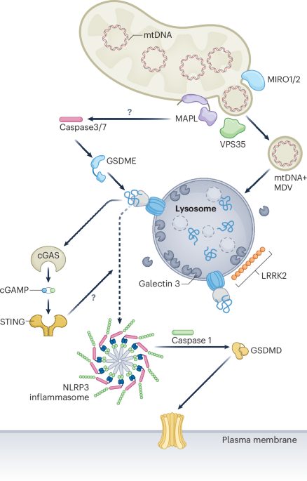 Mitochondrial ligase MAPL drives pyroptotic cell death | Nature ...