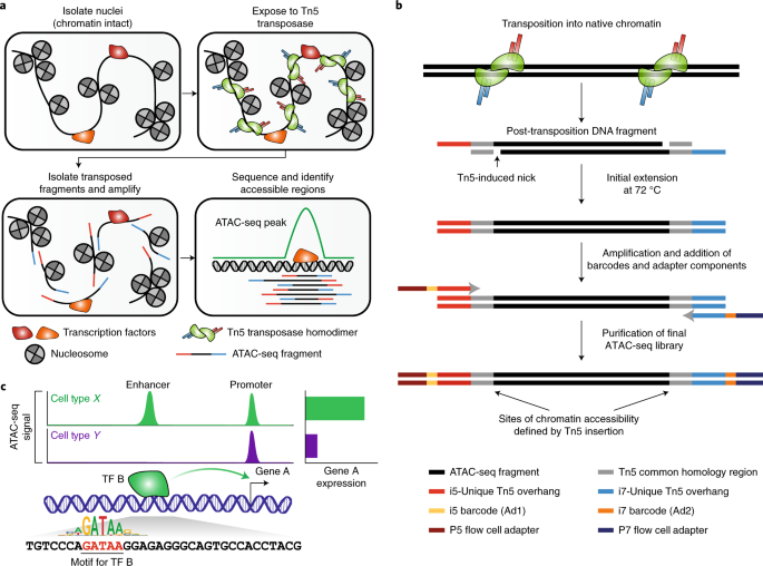 Chromatin accessibility profiling by ATAC-seq | Nature Protocols