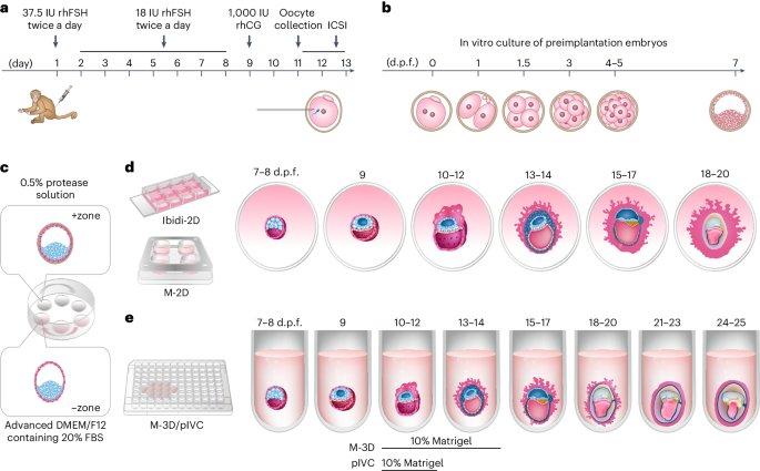 In vitro culture of cynomolgus monkey embryos from blastocyst to early ...