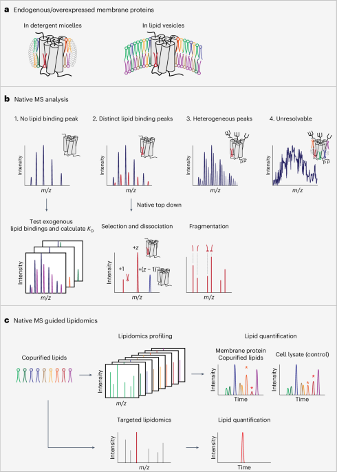 Native MS-guided lipidomics to define endogenous lipid ...