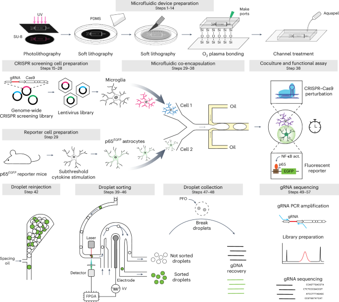 Droplet-based functional CRISPR screening of cell–cell interactions by ...