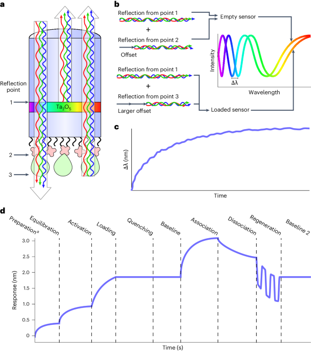 Biolayer interferometry for measuring the kinetics of protein–protein ...