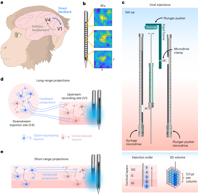 Optogenetic modulation of long-range cortical circuits in awake ...