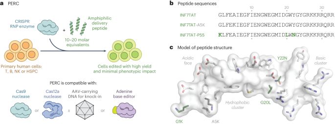 Peptide-enabled ribonucleoprotein delivery for CRISPR engineering (PERC) in primary human immune ...