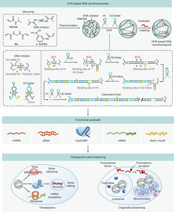 Hybridization chain reaction-based DNA nanoframeworks for biosensing ...