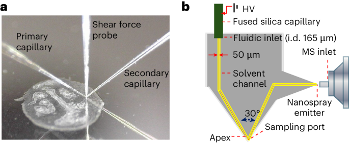 High-spatial-resolution mass spectrometry imaging of biological tissues ...