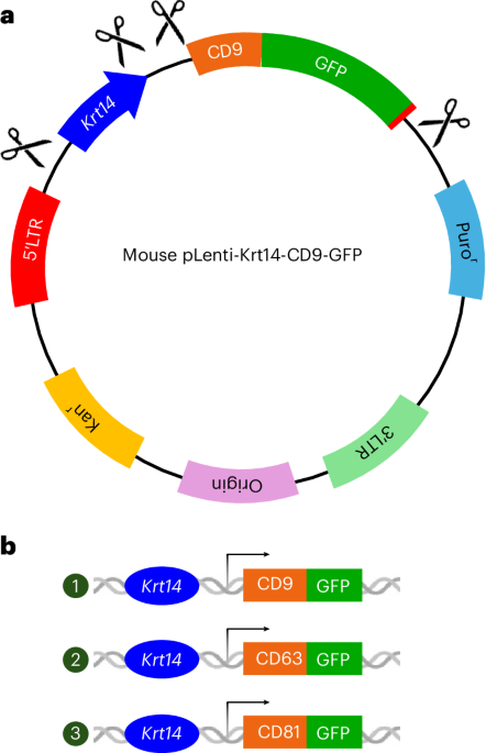 Labeling, isolation and characterization of cell-type-specific exosomes ...