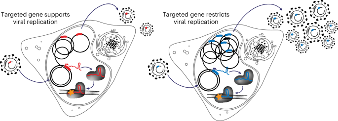 Multidimensional analysis of host–virus interactions using the virus-encoded CRISPR-based direct ...