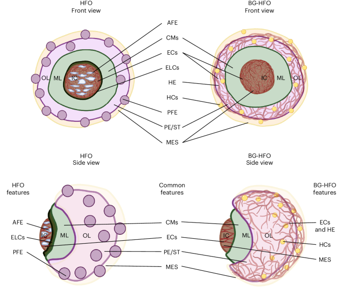 Production of human blood-generating heart-forming organoids and sample ...