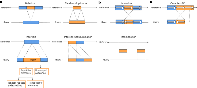 NanoVar: a comprehensive workflow for structural variant detection to uncover the genome’s ...