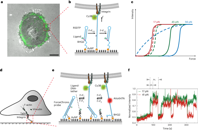 Measuring cellular force using DNA-based tension probes: from ensemble ...
