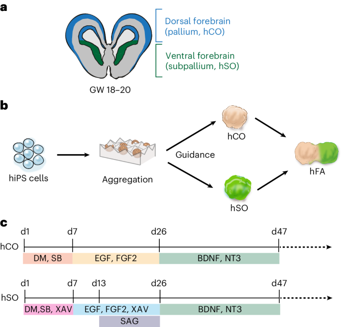 CRISPR screens in human neural organoids and assembloids | Nature Protocols