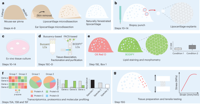 Isolation, purification and characterization of lipocartilage in mice ...