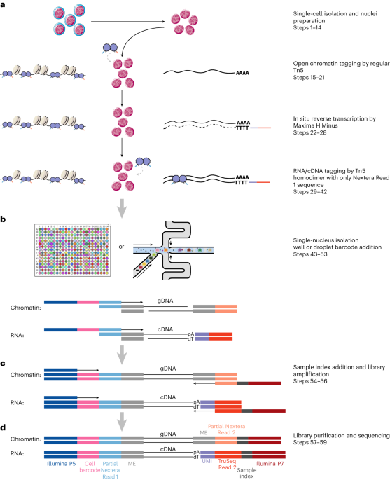 Single-nucleus chromatin accessibility and gene expression co-profiling ...