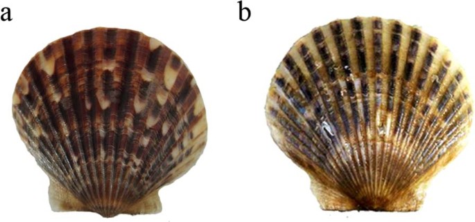 Draft genomes of two Atlantic bay scallop subspecies Argopecten ...
