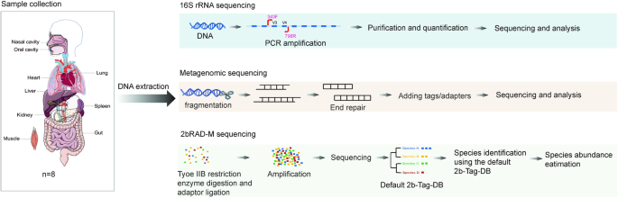 16S rRNA, metagenomics and 2bRAD-M sequencing to decode human thanatomicrobiome | Scientific Data