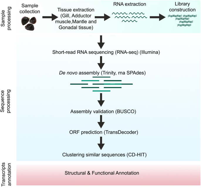 Tidings from the Tides–De novo transcriptome assembly of the endemic ...
