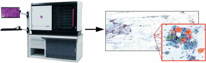 Pixel-wise segmentation of cells in digitized Pap smear images ...