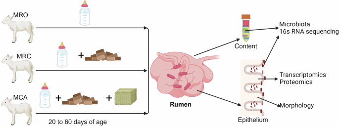 Dataset of the rumen microbiota and epithelial transcriptomics and ...