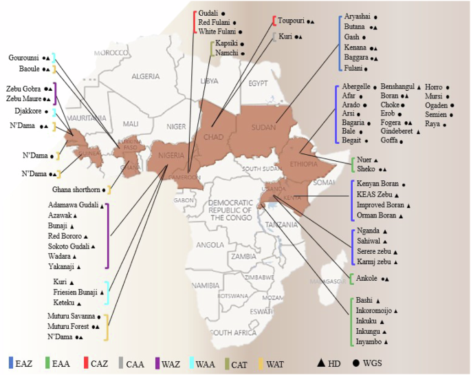Genomic Reference Resource for African Cattle: Genome Sequences and ...