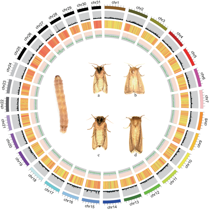 Chromosome-level genome assembly and sex chromosome identification of ...