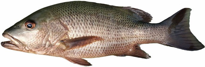 Genome assembly, Full-length transcriptome, and isoform diversity of ...