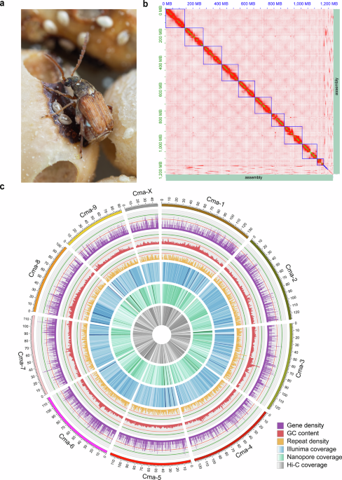 High-quality reference genome of cowpea beetle Callosobruchus maculatus | Scientific Data