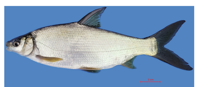 Chromosome-level genome assembly of Plagiognathops microlepis based on ...