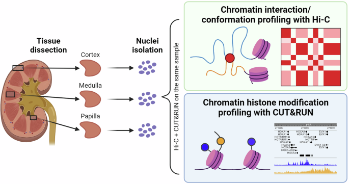 Chromatin conformation and histone modification profiling across human ...