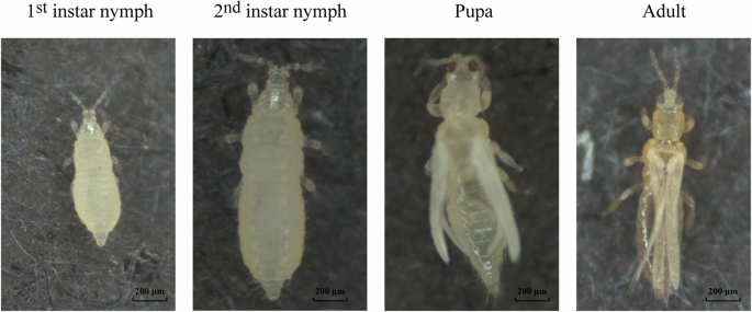 Chromosome-level genome assembly of cotton thrips Thrips tabaci ...