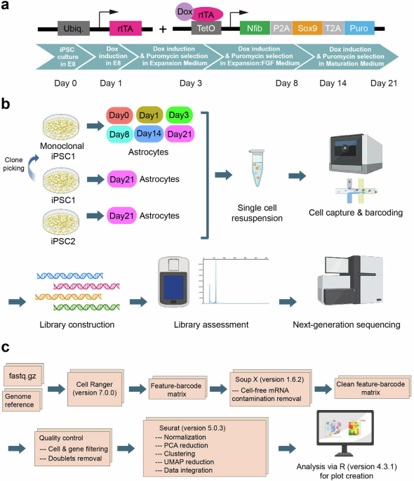 A single-cell transcriptomic dataset of pluripotent stem cell-derived ...